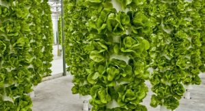 10 Metode & 5 Tips Bercocok Tanam secara Hidroponik • Sikatabis.com