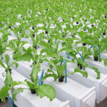 10 Metode & 5 Tips Bercocok Tanam secara Hidroponik • Sikatabis.com