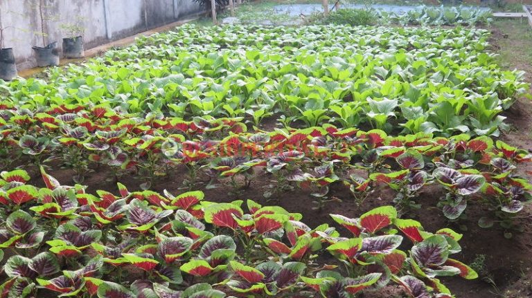 Urban Farming di Rumah: Tips + Manfaat • Sikatabis.com